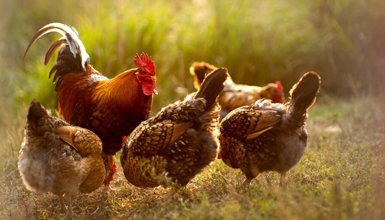 Aussie Chook Supplies | Home